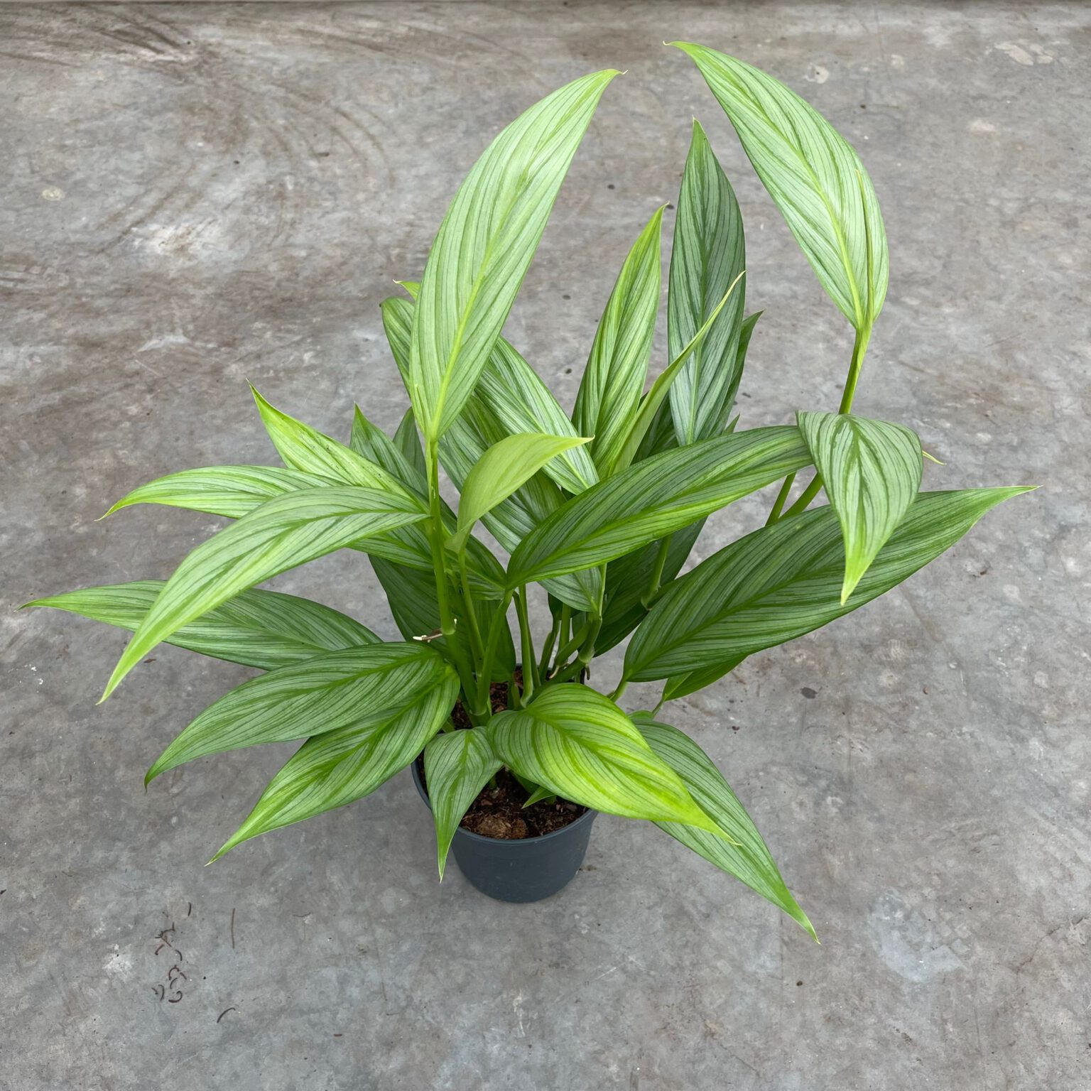 Epipremnum Amplissimum Silver Stripe I m The New Green epipremnum-amplissimum-silver-stripe-i-m-the-new-green