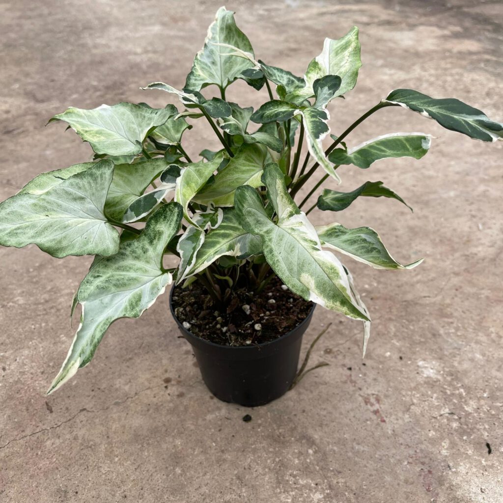 Syngonium T25 – I'm The New Green