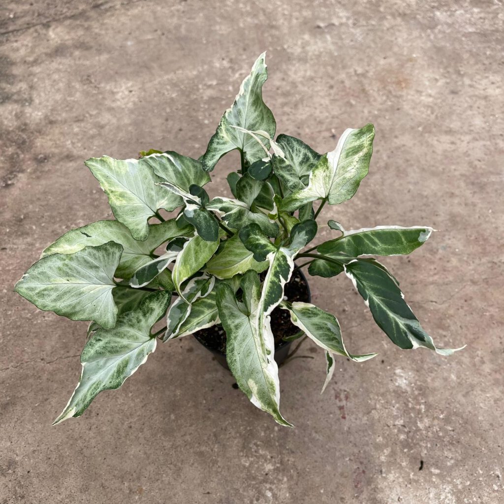 Syngonium T25 – I'm The New Green