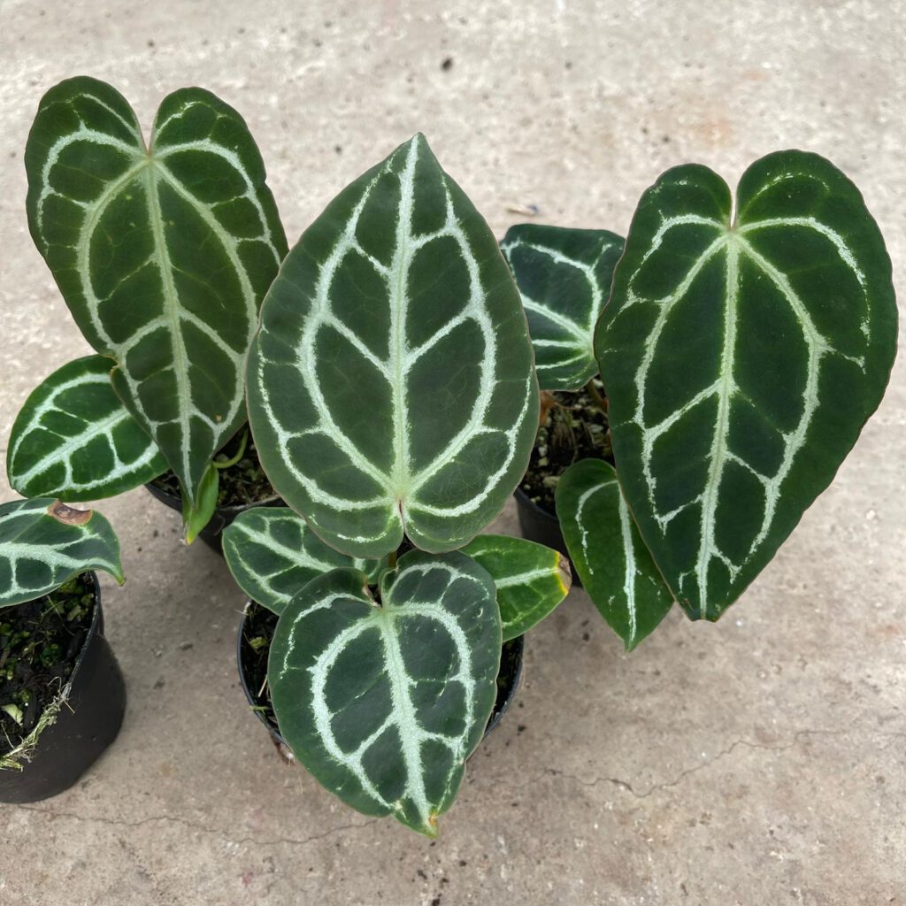 Anthurium Crystallinum Hybrid “Dark Super Silver” – I'm The New Green