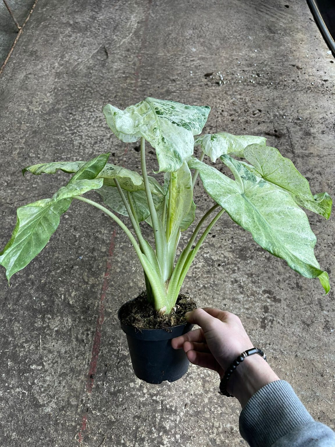 Alocasia Odora Batik Variegata – I'm The New Green
